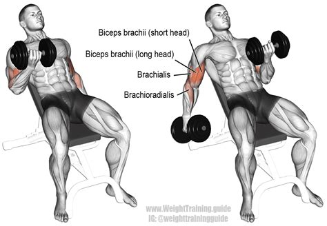 17 Dumbbell Biceps Exercises For Men A Fitness Guide Japplh