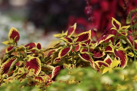 Why Is My Coleus Wilting Key Causes Fixes