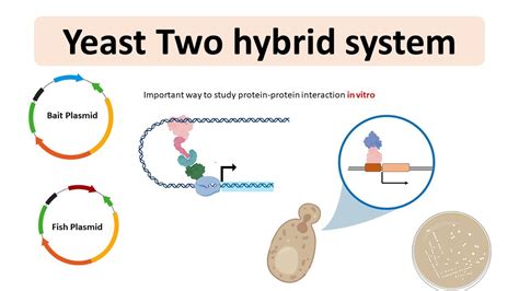 Yeast 2 Hybrid System Yeast Two Hybrid System For Protein Protein Interaction Animated