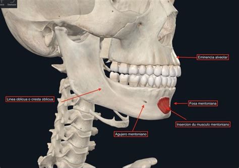 Mandibula Flashcards Quizlet