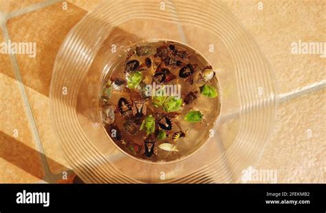 Killing Bugs Insects Stock Videos And Footage Hd And 4k Video Clips Alamy