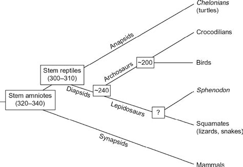 Figure 110 From Neural Processing In The Three Layer Turtle Visual Cortex Semantic Scholar