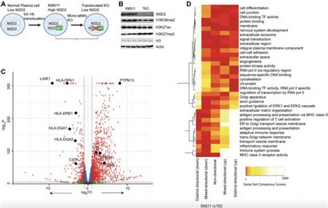 Nsd2 Gene Drives Cancer Cell Identity In Mult Eurekalert