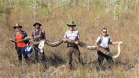 Python Invasion Has Exploded Out Of The Everglades And Into Nearly All Of Southern Florida New