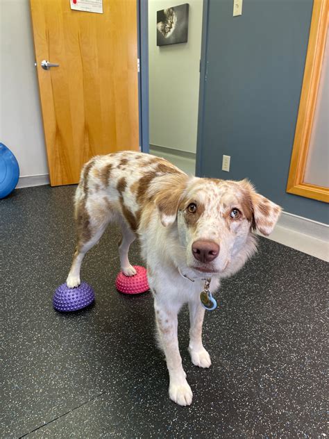 Strengthening And Stance Analyzer Loyalist Veterinary Orthopaedic And Rehabilitation Services