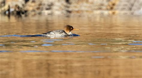 Caton Halton Lancaster Bird Watching Society
