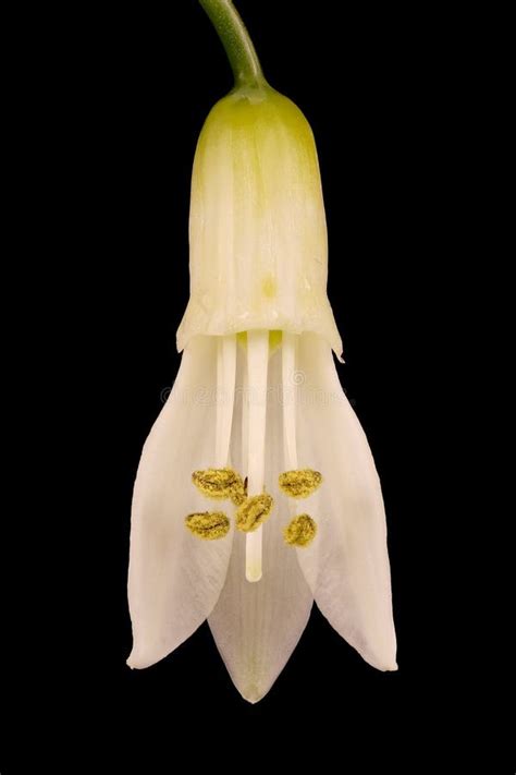 Summer Hyacinth Ornithogalum Candicans Flower Cross Section Closeup