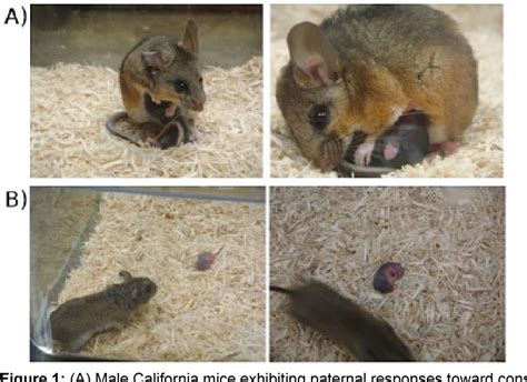 Figure 1 From Using A Comparative Species Approach To Investigate The