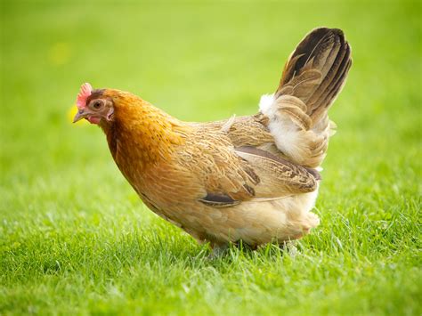 Fil Norwegian Hen  Wikipedia