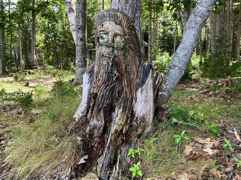 Ricks New Favourite Tree On Newly Acquired Oak Island Lot5 Roakisland