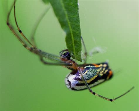 Macro Image Of A Brightly Colored Golden Orb Weaver Nephila Edulis Hanging From Spider Web In