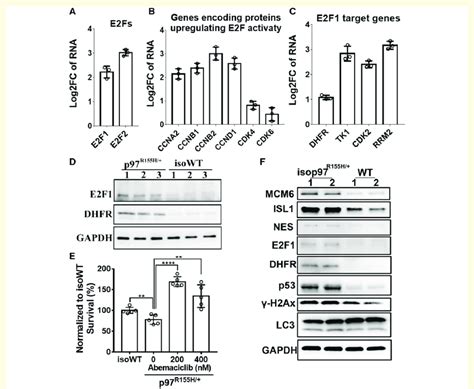 P97 R155h Activates The Rb1e2f1 Pathway In Mature Mns A C Rna Seq