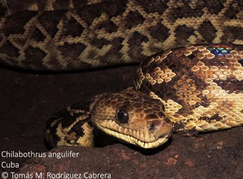 Chilabothrus Angulifer The Reptile Database