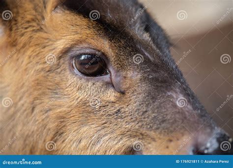 Muntjac Deer Scent Glands Youtube At Caitlyn Lavater Blog