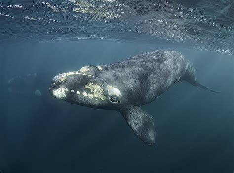 Southern Right Whales