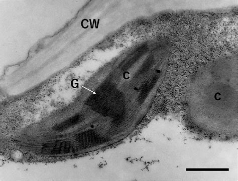Chloroplast In The Cortex Of The Above Ground Portion Of Sorghum Prop