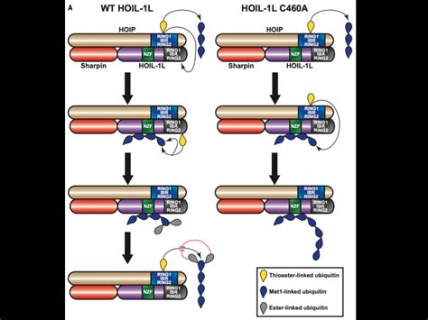 The Linear Ubiquitin Chain Assembly Complex Lubac Generates Heterotypic Ubiquitin Chains