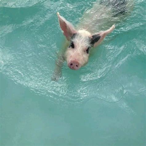 9 Moana Aesthetic Ideas Aesthetic Mermaid Aesthetic Summer Aesthetic