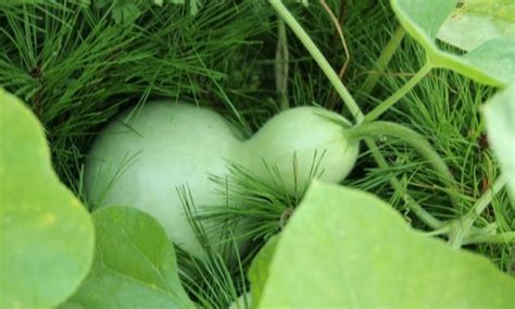 박 바가지 만들기 조롱박 만드는 법 네이버 블로그