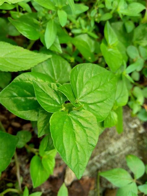 Peperomia Pellucida Pepper Elder Shining Bush Plant And Man To Man