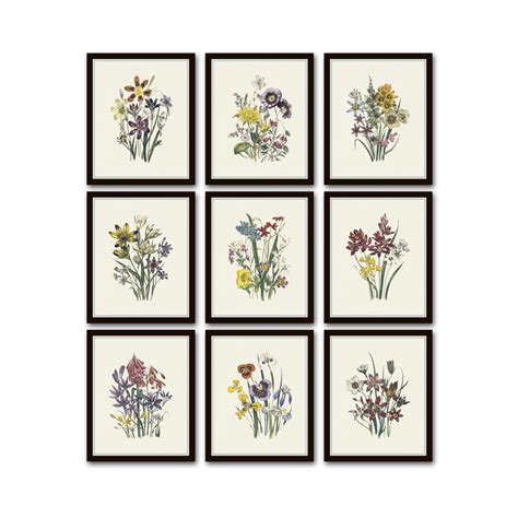 Drawing And Illustration Art And Collectibles Wildflower Print Set Pe