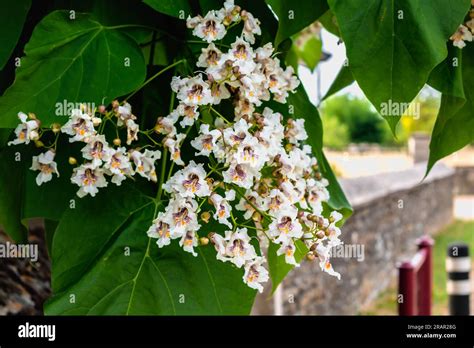 Catalpa Tree With Flowers And Leaves Catalpa Bignonioides Catalpa