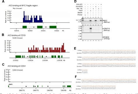 Figure 1 From Evaluation Of Potential Role Of R Loop And G Quadruplex Dna In The Fragility Of C