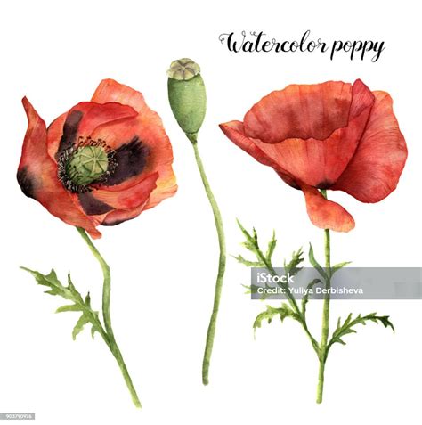 양 귀 비와 설정 수채화입니다 손으로 그린 나뭇잎 씨앗 캡슐과 흰색 배경에 고립 된 가지와 꽃 그림 디자인 인쇄 및 직물에 대 한 양귀비 식물에 대한 스톡 벡터 아트 및