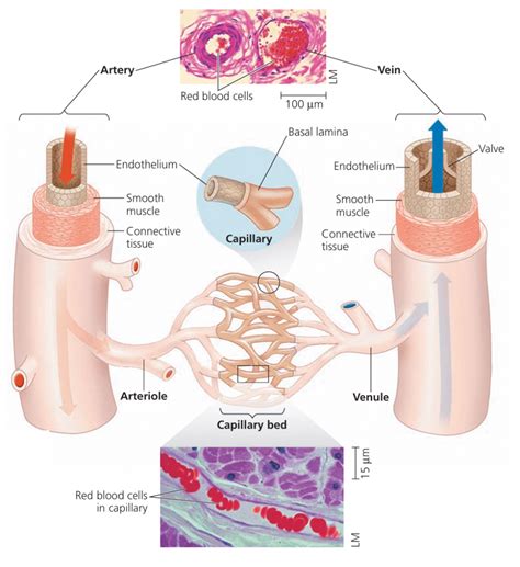 Edexcel Igcse Biology 318 Structure And Function Of Structure Of