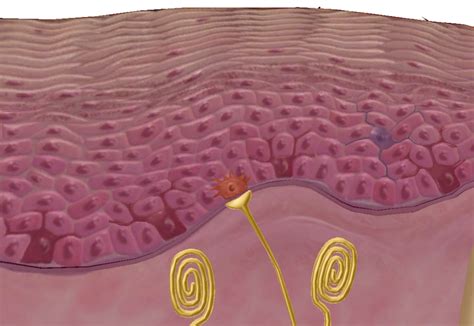 Epidermal Cell Types Diagram Quizlet