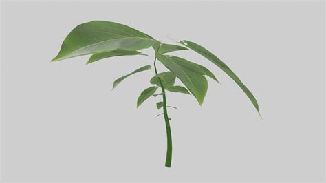 Tree Grow Geometry Nodes Blender 3d Model Cgtrader