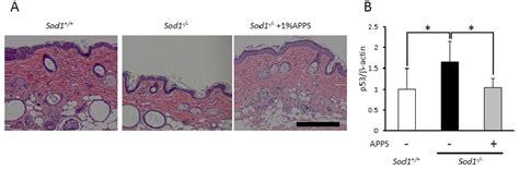 A Vc Derivative Rescues Skin Phenotypes In Sod1 − − Mice A The
