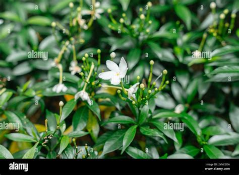 Jasminum Sambac Arabian Jasmine Or Sambac Jasmine Is A Species Of Jasmine Native To Tropical