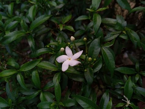 Infinix S Lite Review Gadgets