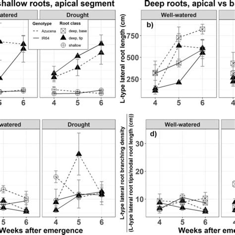 S Type Lateral Root Length A B And Branching Density C D Of Thick Download Scientific