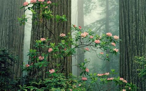 Redwood Forest Wallpapers Top Free Redwood Forest Backgrounds