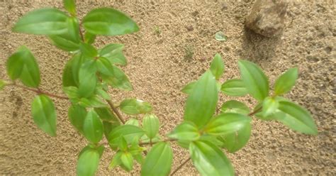 Greenleaf Plant Center හීන් බෝවිටියා