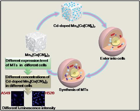 Schematic Illustration Of The Method For Distinguishing Nsclc Based On