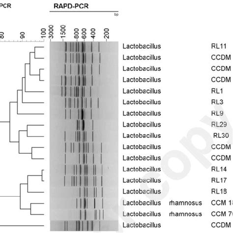 dendrogram generated from rapd pcr patterns using upgma analysis and