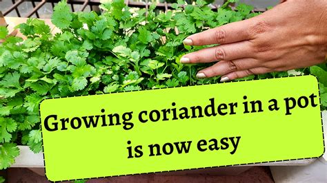 Grow Coriander From Supermarket Seeds Simple Home Gardening Guide