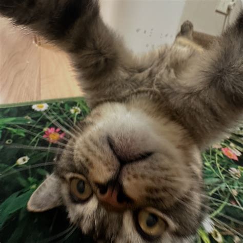 흑밤 냥생 첫 보일러에 녹아버린 아기고양이 아기고양이 고양이 추워 전기장판사랑 아깽이 Instagram