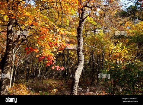 Oak Tree Turning Colors In The Fall Stock Photo Alamy