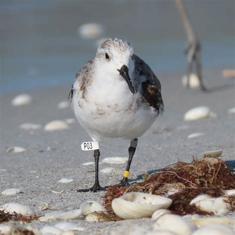 Familiar Sanderling P03 Back On Sanibel Sanibel Captiva Conservation