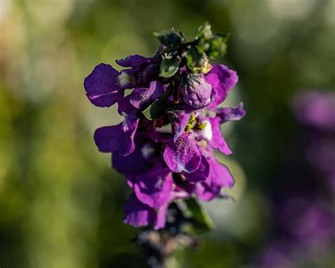 생생한 노란색 국화과 꽃의 클로즈업 · 무료 스톡 사진
