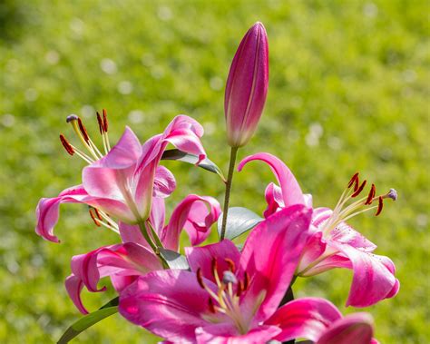 Lily Robina Bulbs — Buy Pink Orienpet Lilies Online At Farmer Gracy Uk