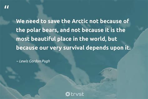 22 Polar Bear Quotes About The King Of The Arctics