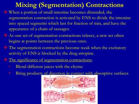 Ppt Physiology Of The Small Intestine Motility And Secretion Dr