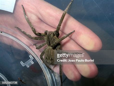 Brazilian Wandering Spider Size