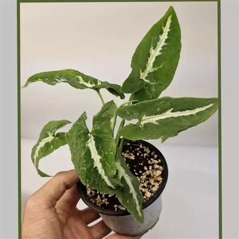 خرید و قیمت سینگونیوم مخملی سایز 10 از غرفه فروشگاه گل و گیاه کافه گل 🪴