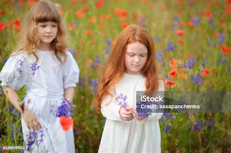 양 귀 비 꽃밭에서 흰색 드레스에 두 어린 소녀 블루 꽃 따기 아이 유아 아이 여름 초원 국가에서 가족 여름 휴가에 재미 어린이 꽃을 선택 2명에 대한 스톡 사진 및 기타